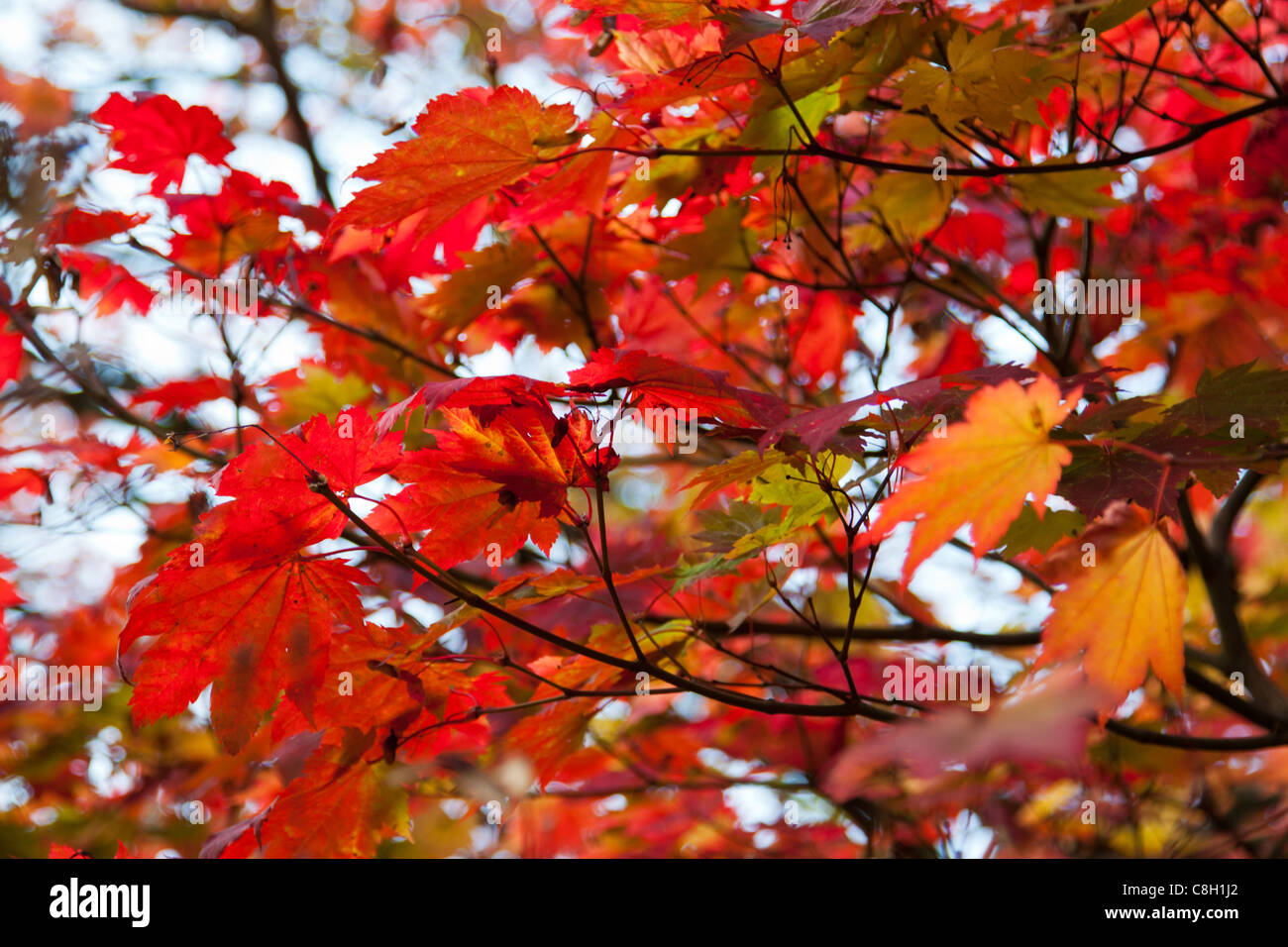 Bright Autumn Leaves Stock Photo - Alamy