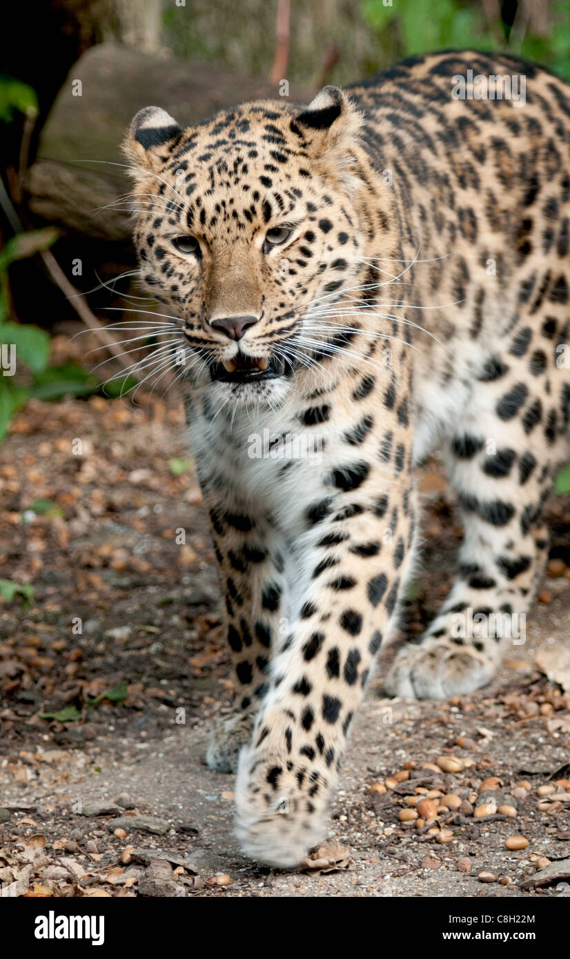 Amur leopard walking camera hi-res stock photography and images - Alamy