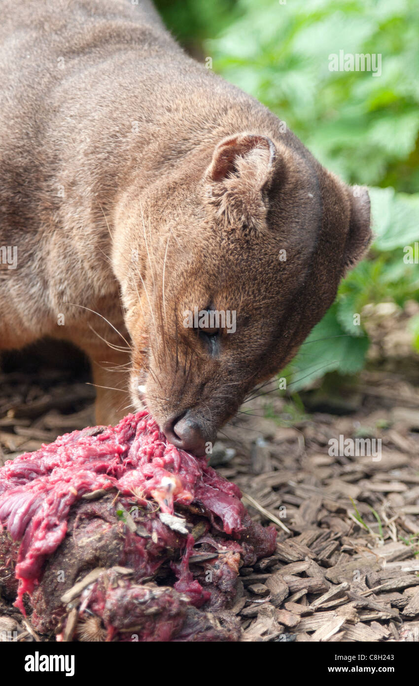Fossa eating meat Stock Photo - Alamy