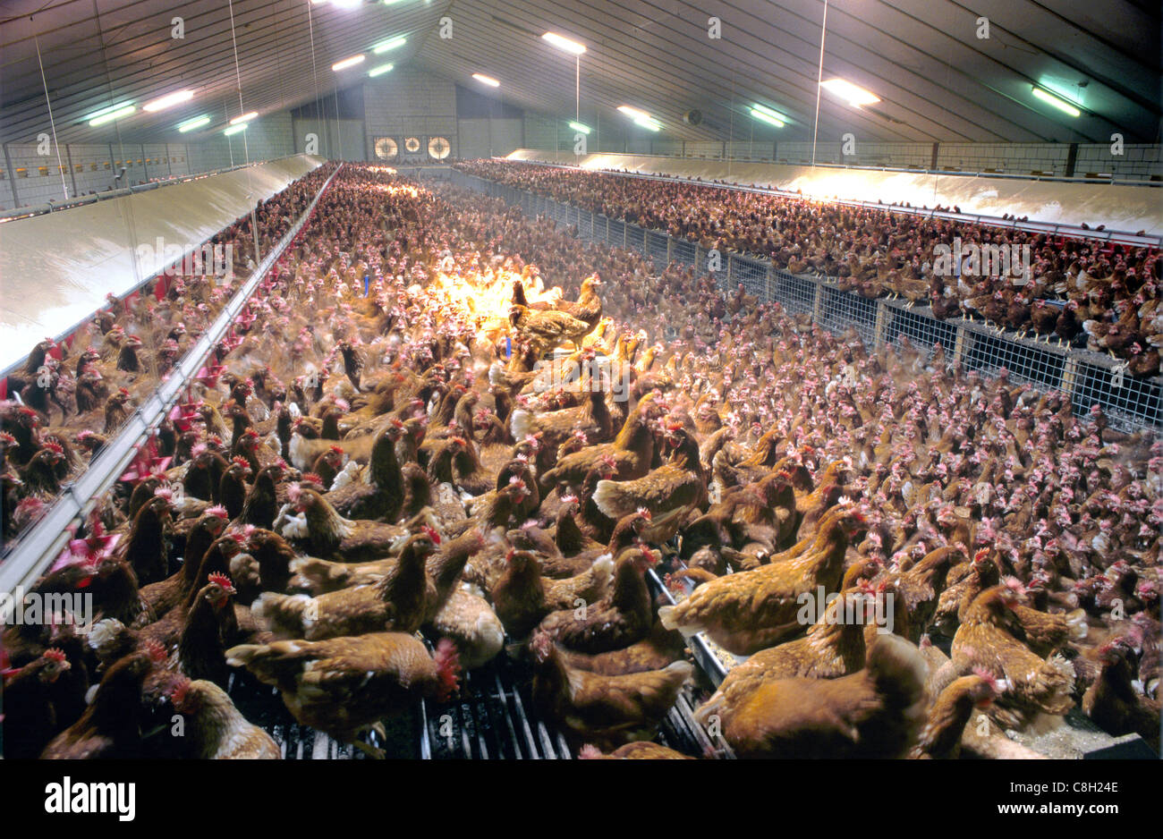 Netherlands, Holland, Europe, Overijssel, Mastenbroek, agriculture ...