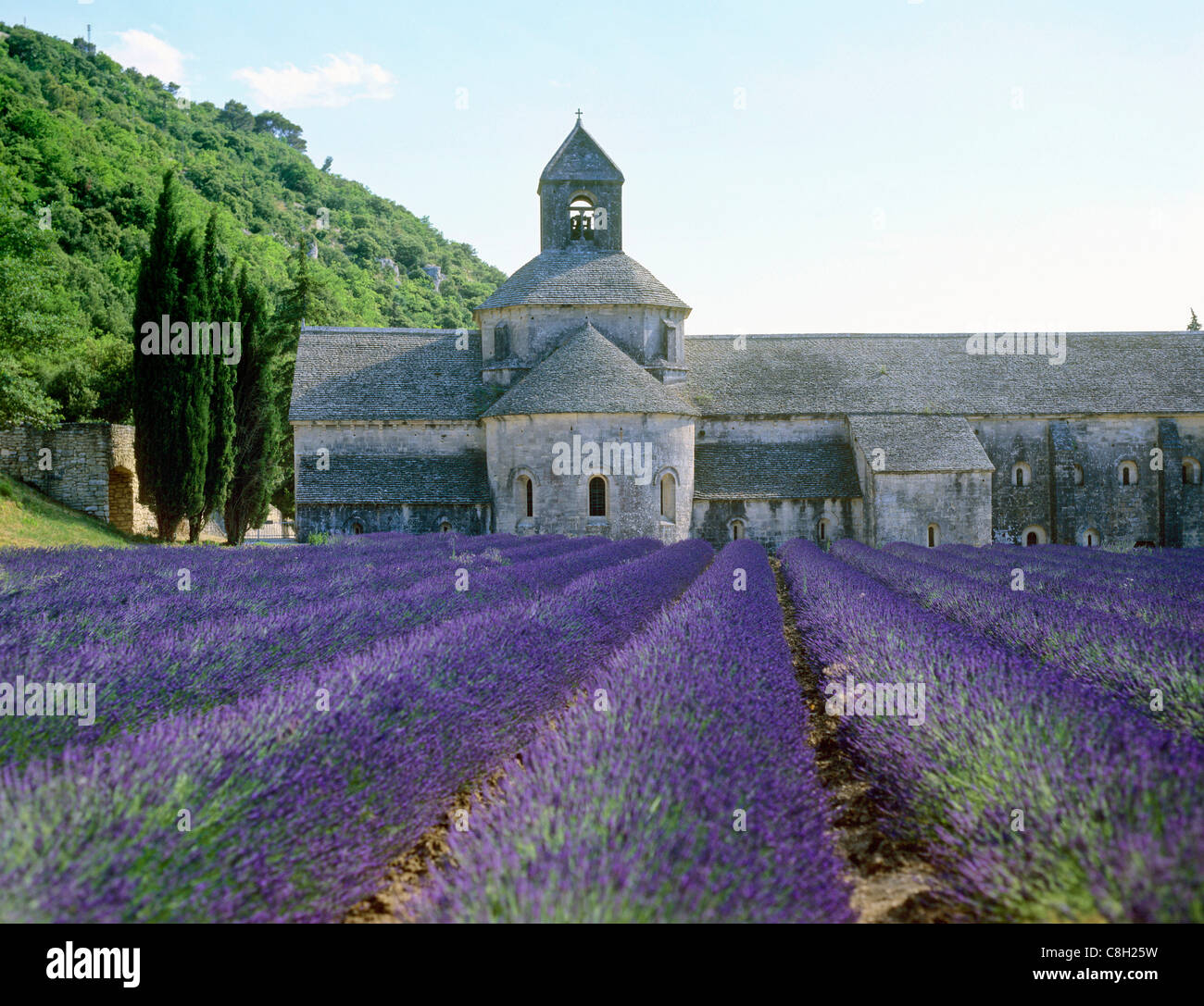 France, Europe, Provence, Vaucluse, Senanque, monastery, lavender ...