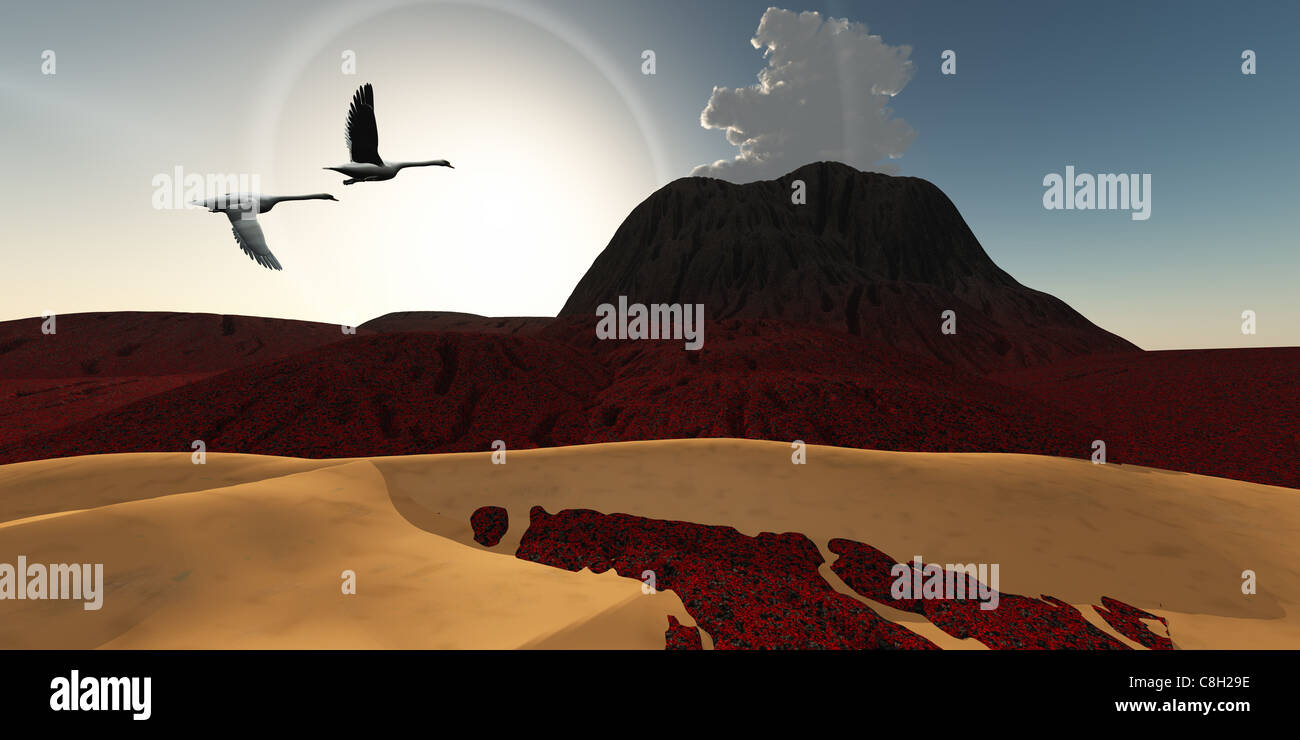 Two Swans fly over cooling lava flows from a recently active volcano ...