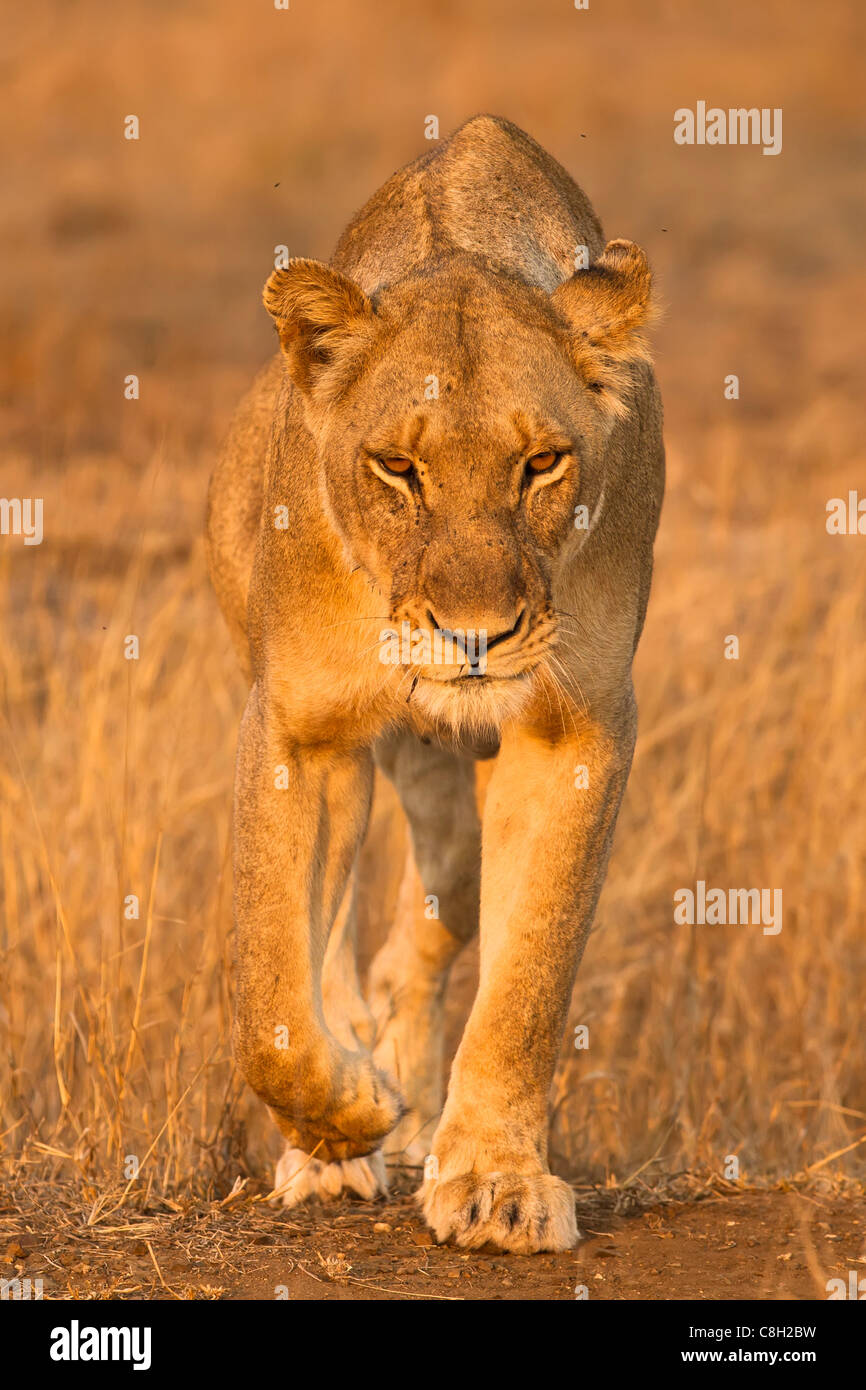 Lioness Walking