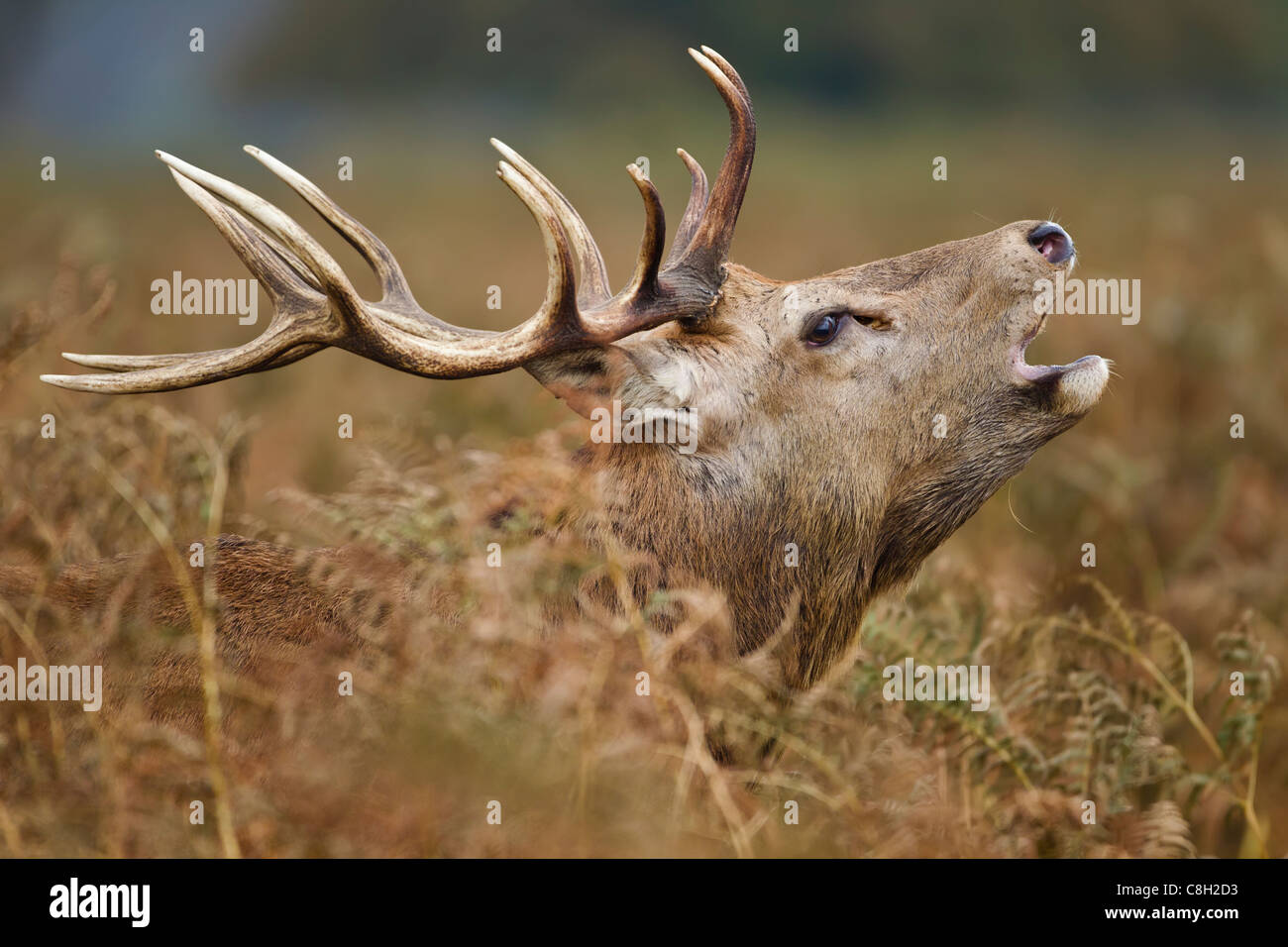 Rotwild hi-res stock photography and images - Alamy