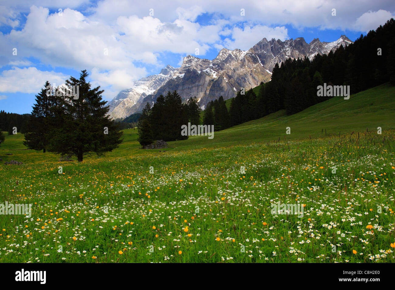 Alp, alps, flora, Alpstein, area, massif, Appenzell, view, mountain ...