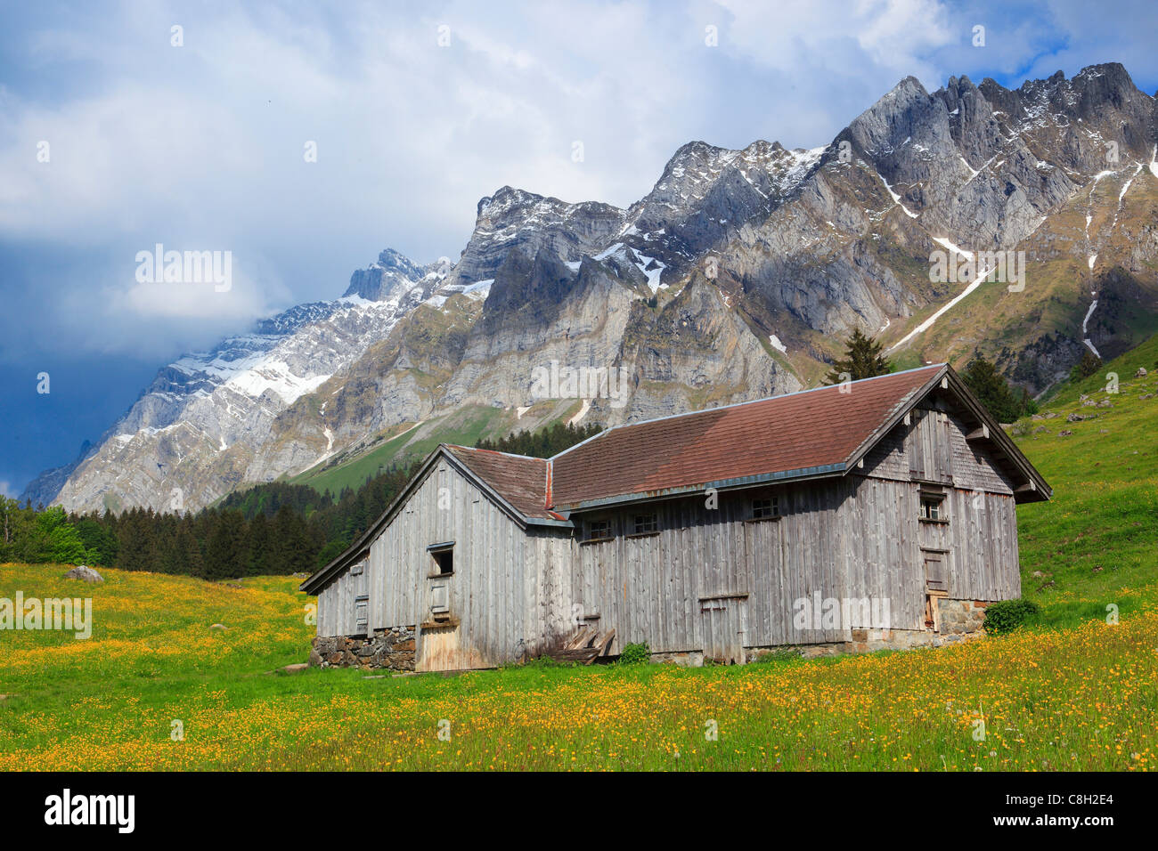 Alp, alps, flora, nightmare hut, Alpstein, area, massif, Appenzell ...