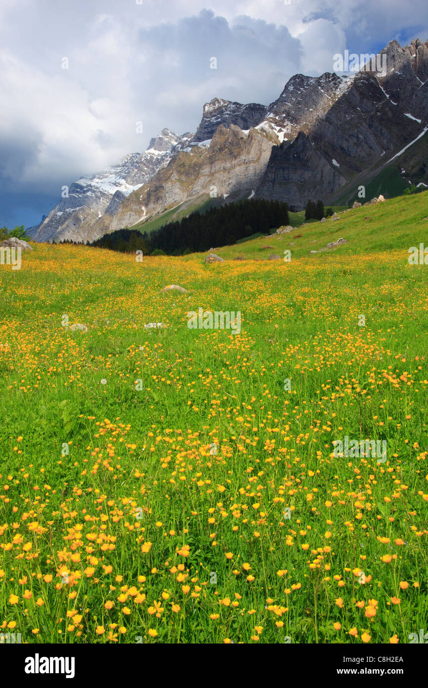 Alp, alps, flora, Alpstein, area, massif, Appenzell, view, mountain ...