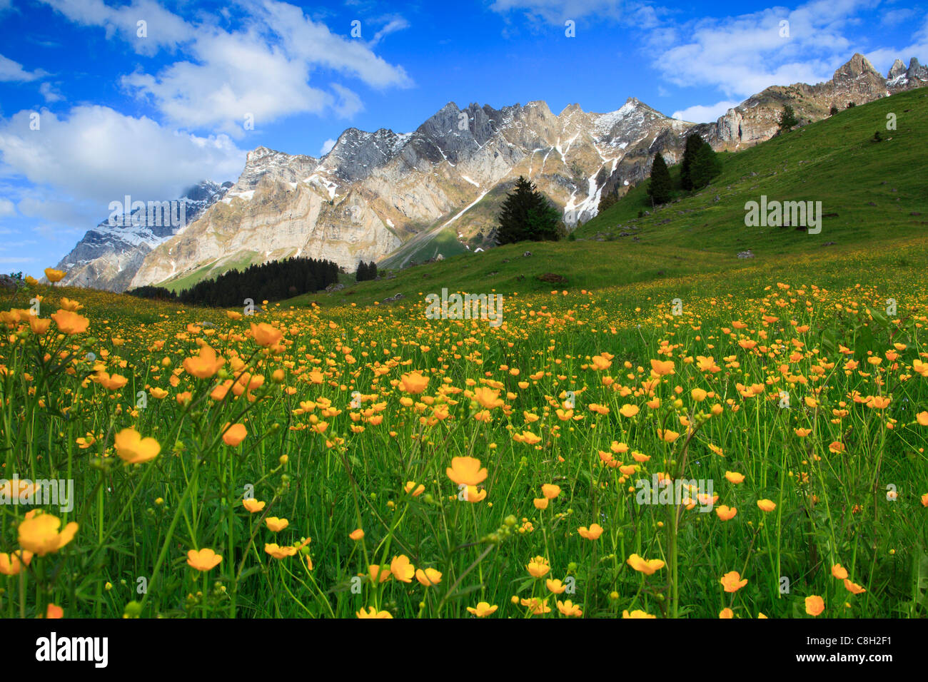 Alp, alps, flora, Alpstein, area, massif, Appenzell, view, mountain ...