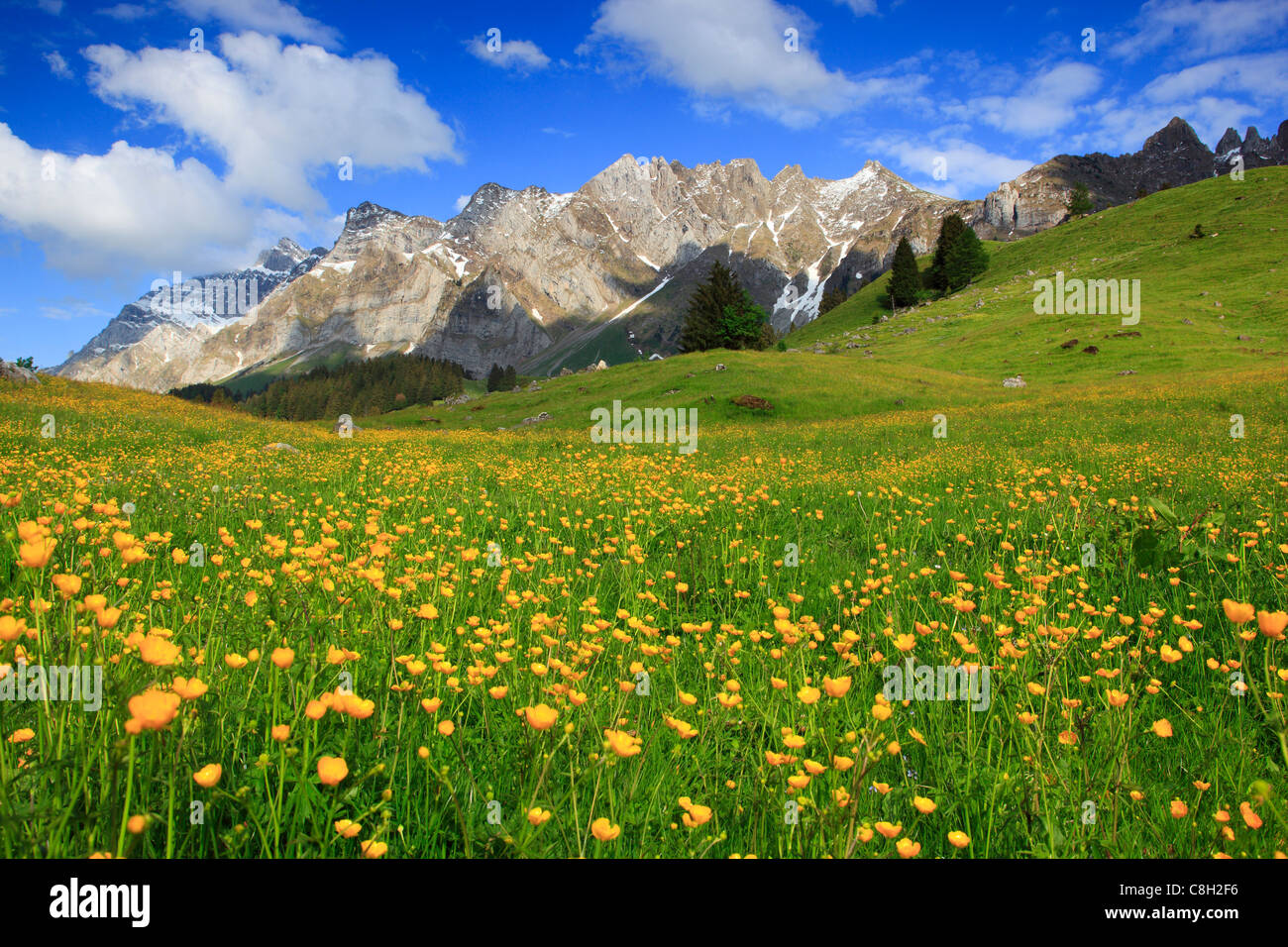 Alp, alps, flora, Alpstein, area, massif, Appenzell, view, mountain ...