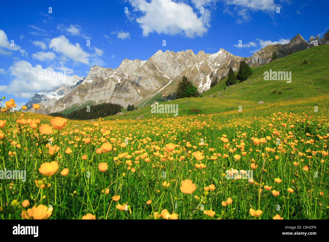 Alp, alps, flora, Alpstein, area, massif, Appenzell, view, mountain ...