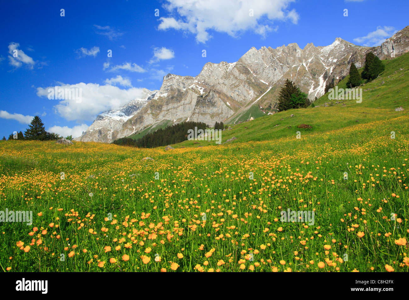 Alp, alps, flora, Alpstein, area, massif, Appenzell, view, mountain ...