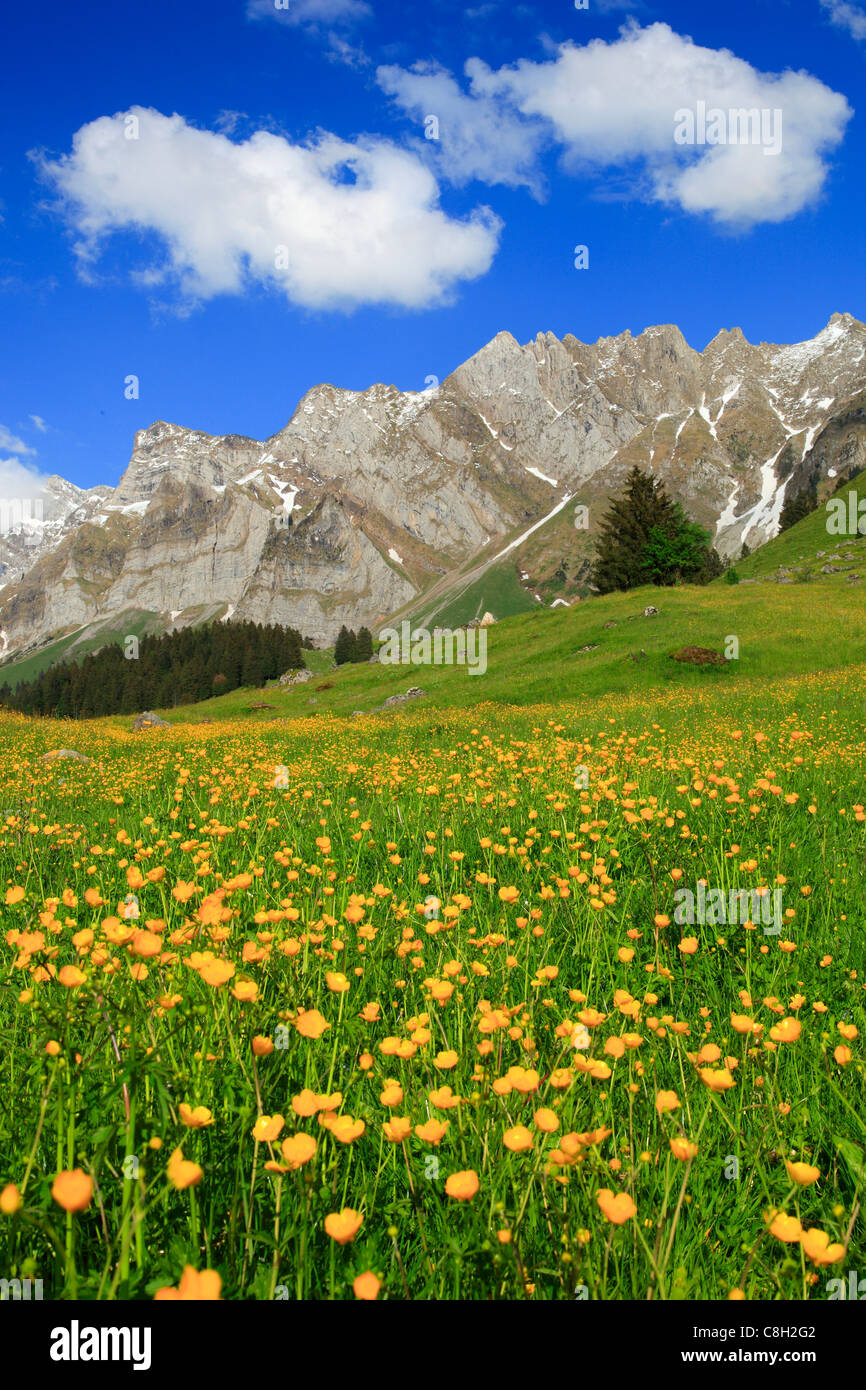 Alp, alps, flora, Alpstein, area, massif, Appenzell, view, mountain ...