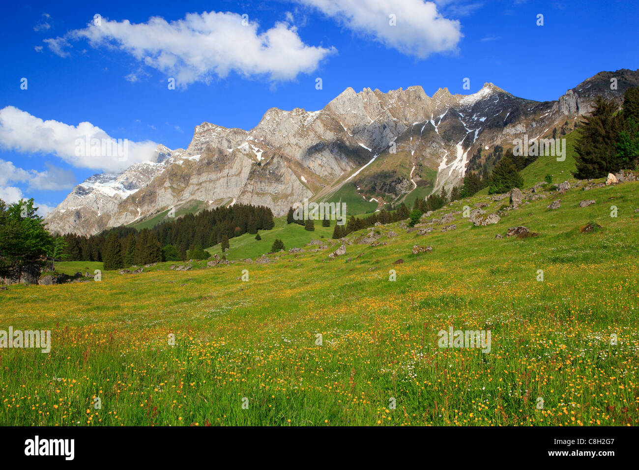 Alp, alps, flora, Alpstein, area, massif, Appenzell, view, mountain ...