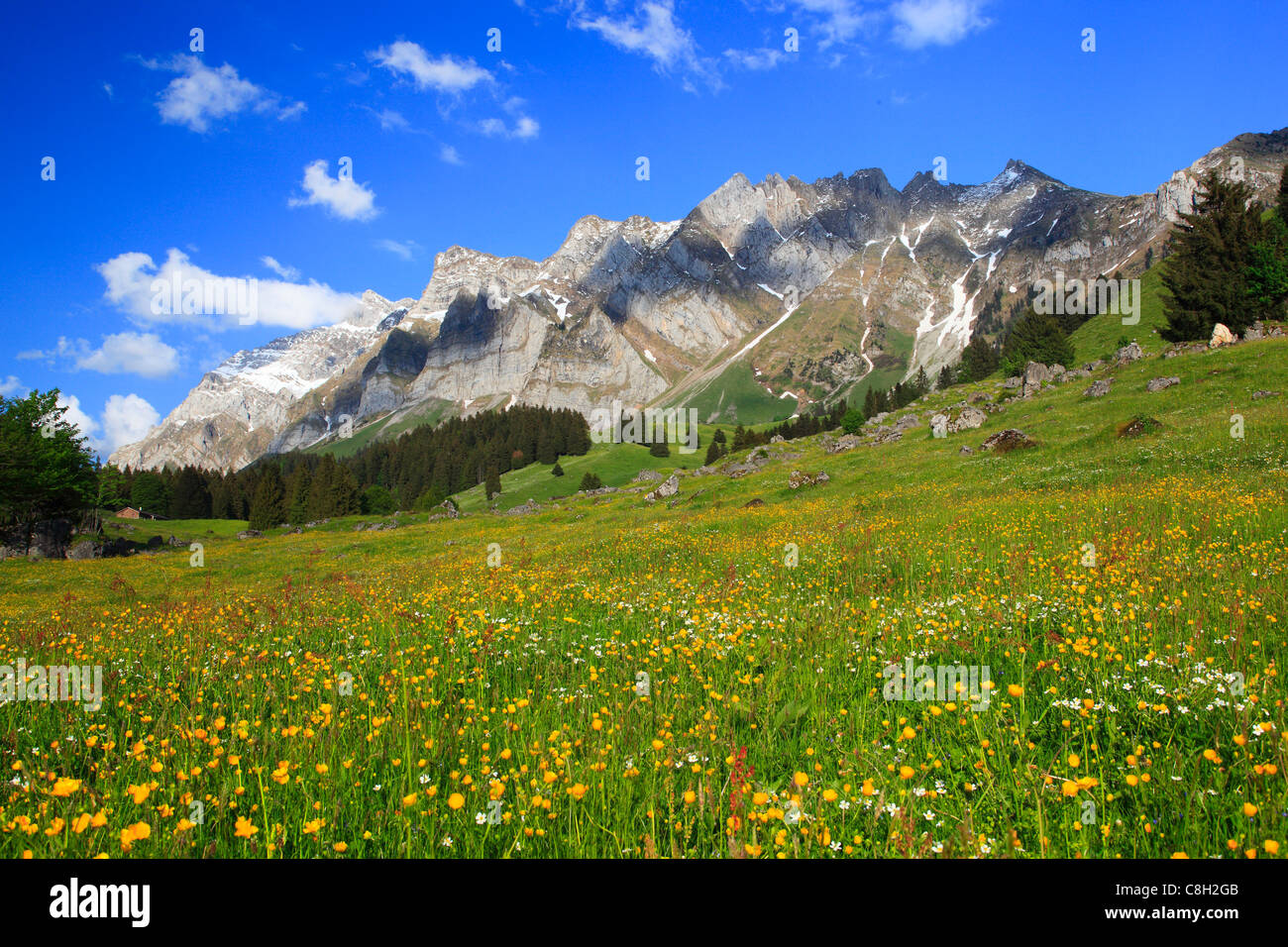 Alp, alps, flora, Alpstein, area, massif, Appenzell, view, mountain ...
