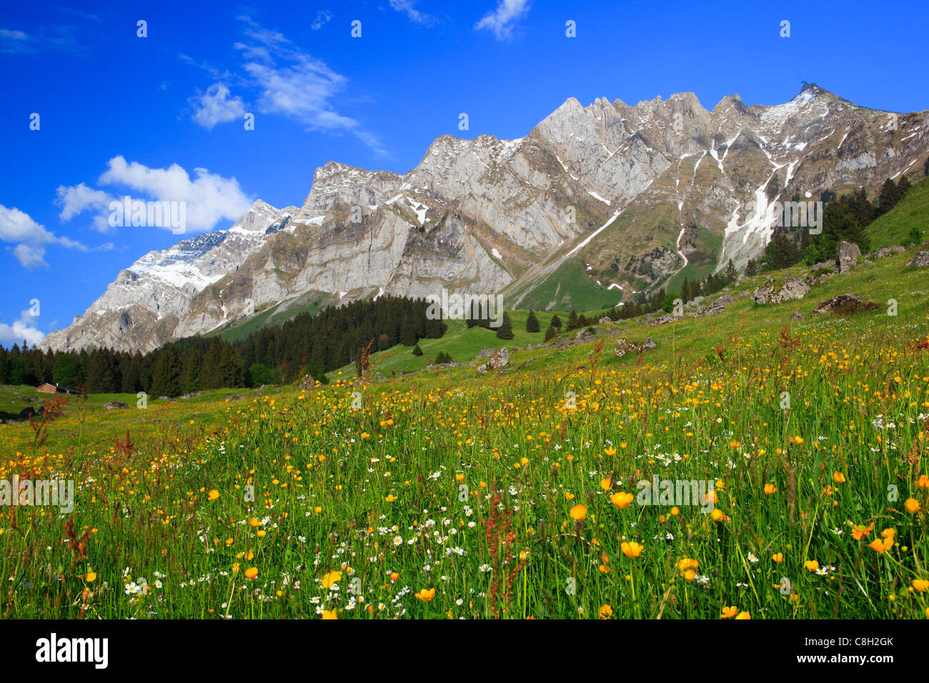 Alp, alps, flora, Alpstein, area, massif, Appenzell, view, mountain ...