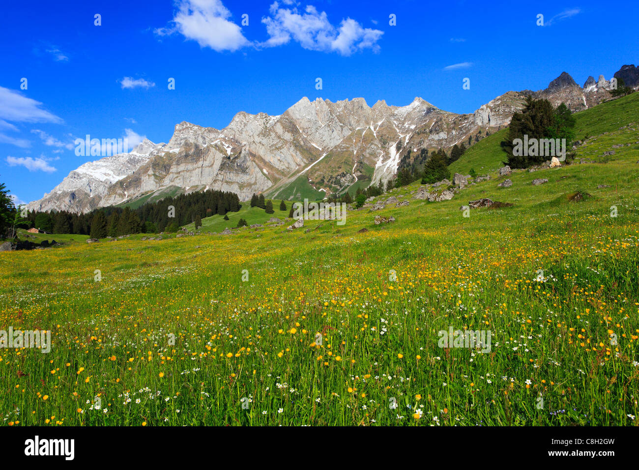 Alp, alps, flora, Alpstein, area, massif, Appenzell, view, mountain ...