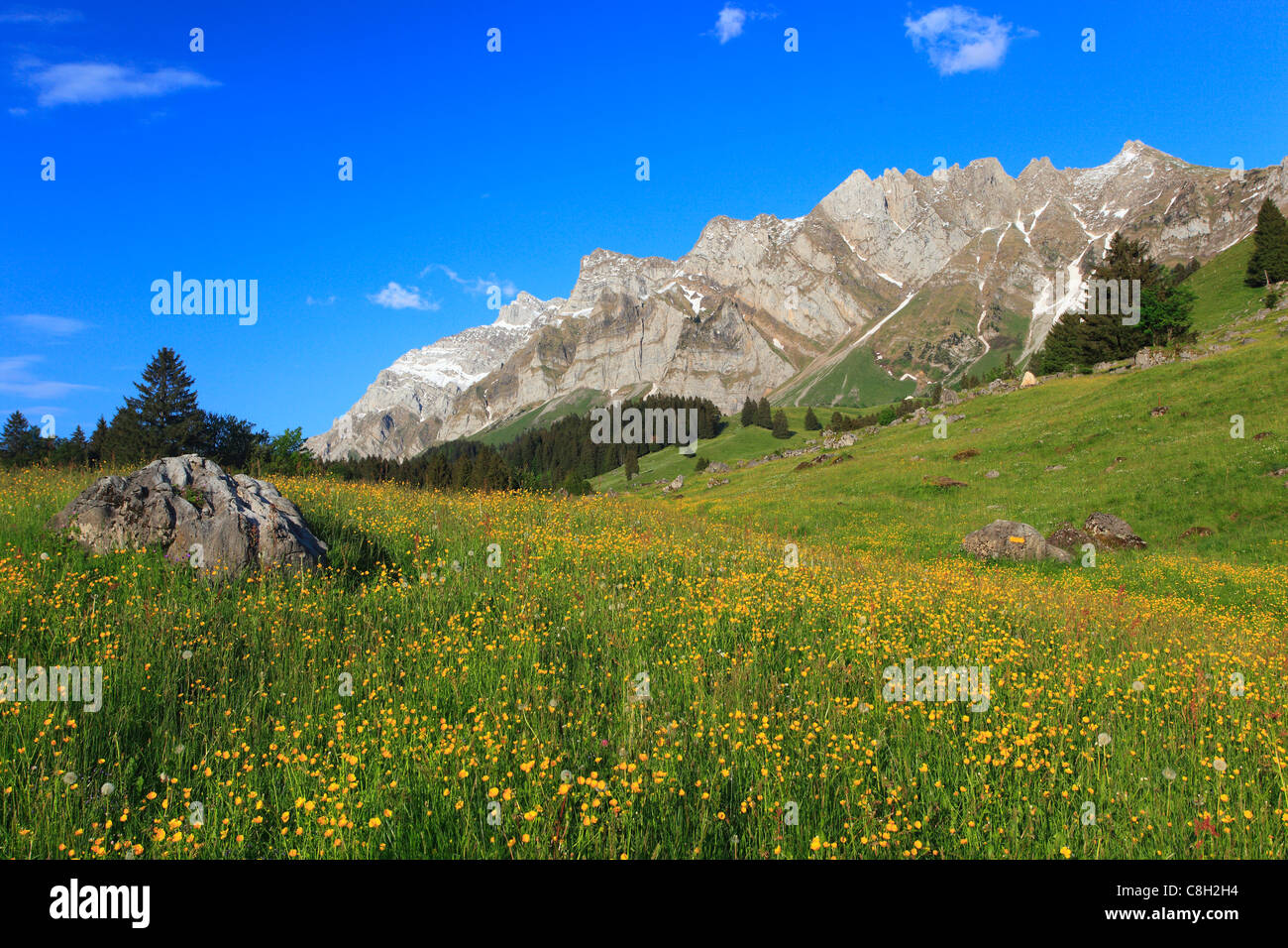 Alp, alps, flora, Alpstein, area, massif, Appenzell, view, mountain ...