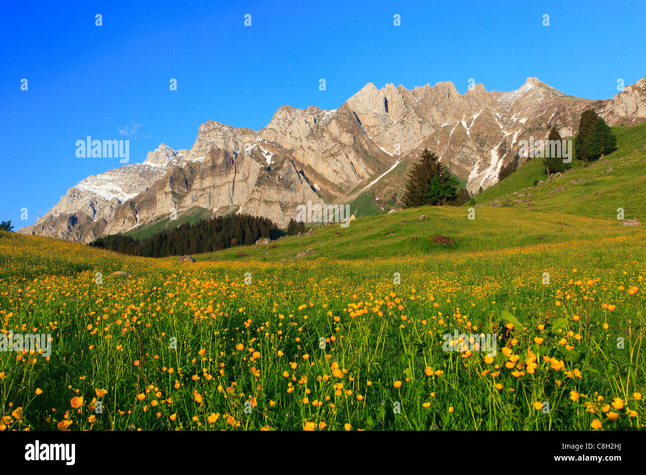 Alp, alps, flora, Alpstein, area, massif, Appenzell, view, mountain ...