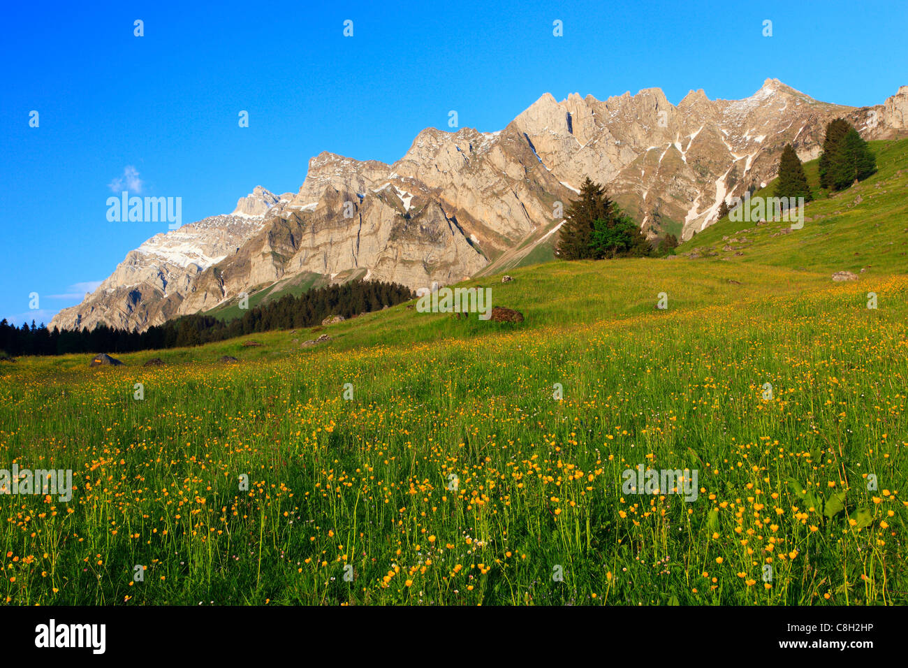 Alp, alps, flora, Alpstein, area, massif, Appenzell, view, mountain ...