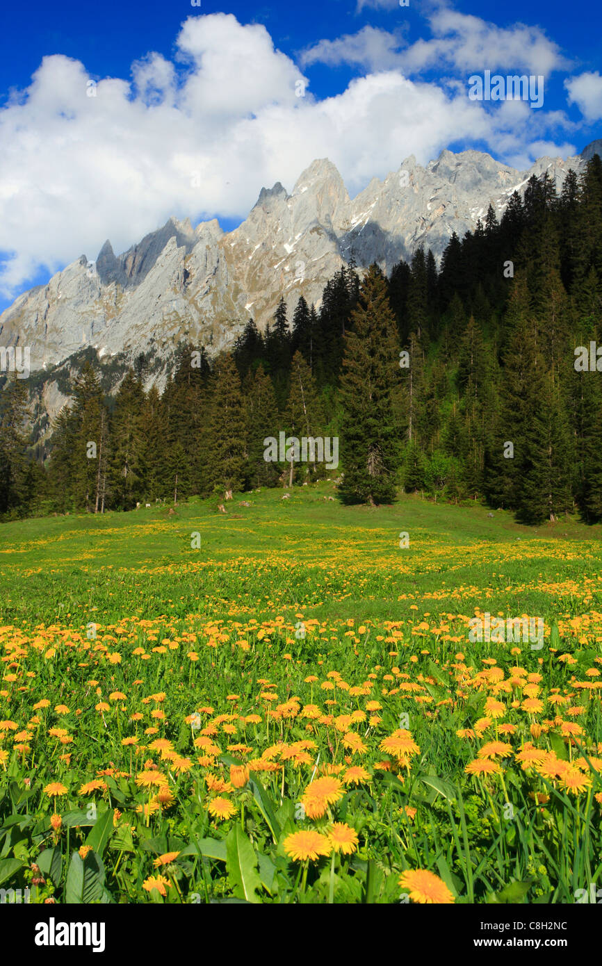 Evening, Alp, alps, flora, mountain, mountains, mountain flora ...