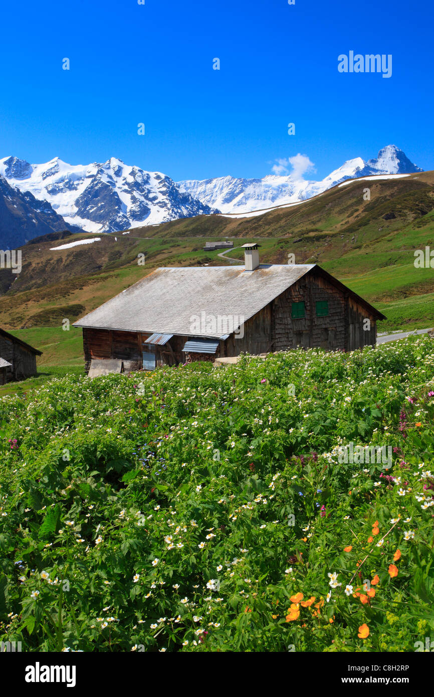 Alp, alps, flora, nightmare huts, view, mountain, mountain panorama ...