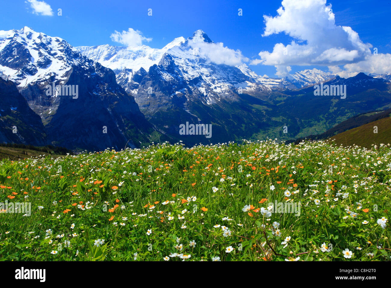 Alp, alps, flora, view, mountain, mountain panorama, mountains ...