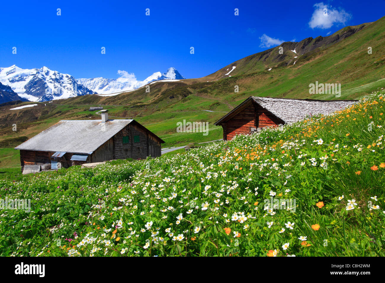 Alp, alps, flora, view, mountain, mountain panorama, mountains ...