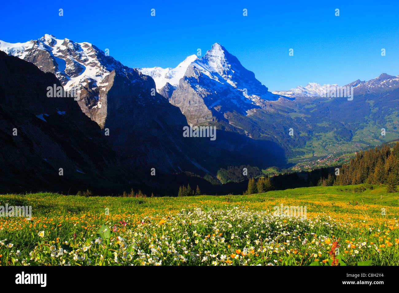 Alp, alps, flora, view, mountain, mountain panorama, mountains ...
