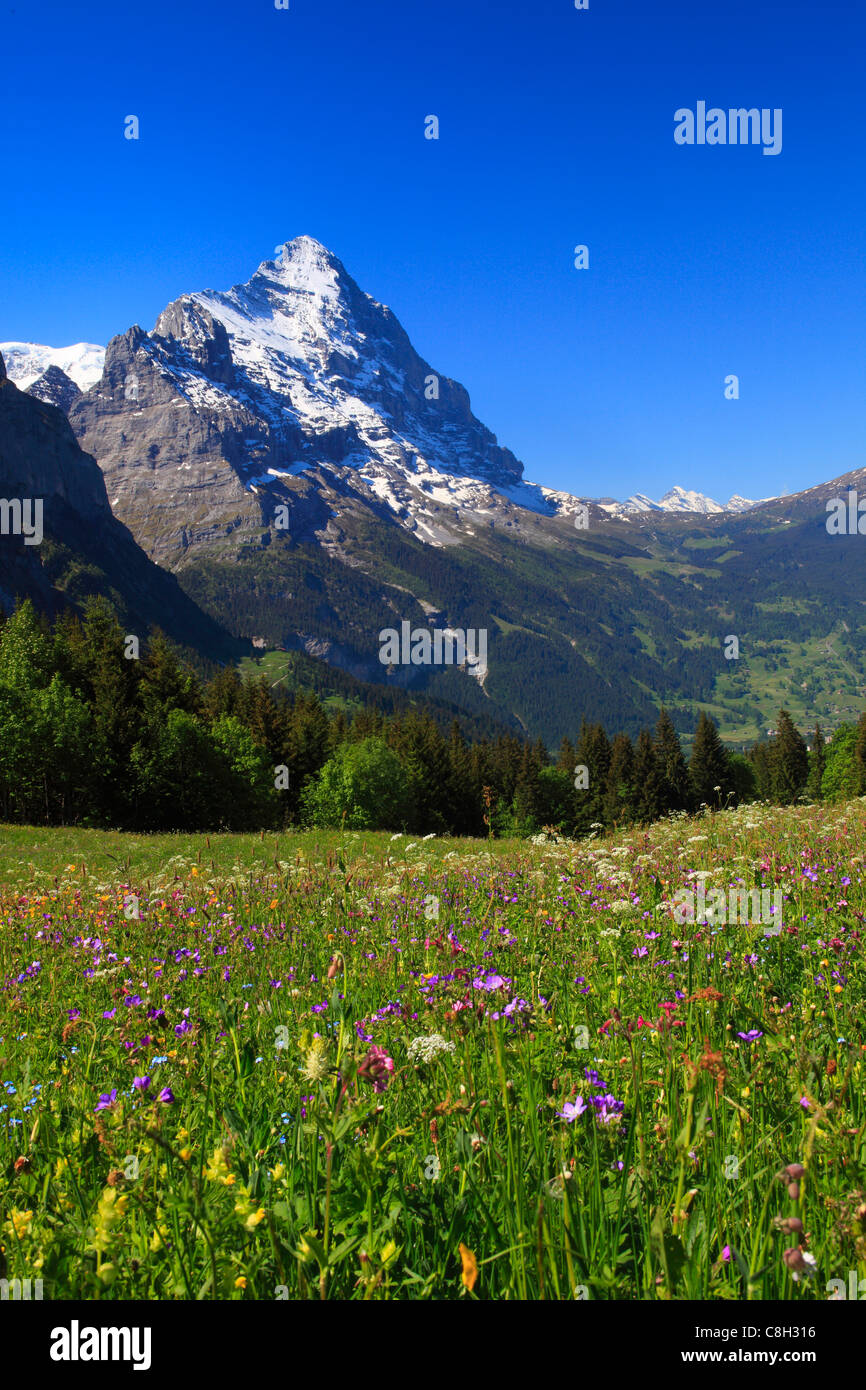 Alp, alps, flora, view, mountain, mountain panorama, mountains ...