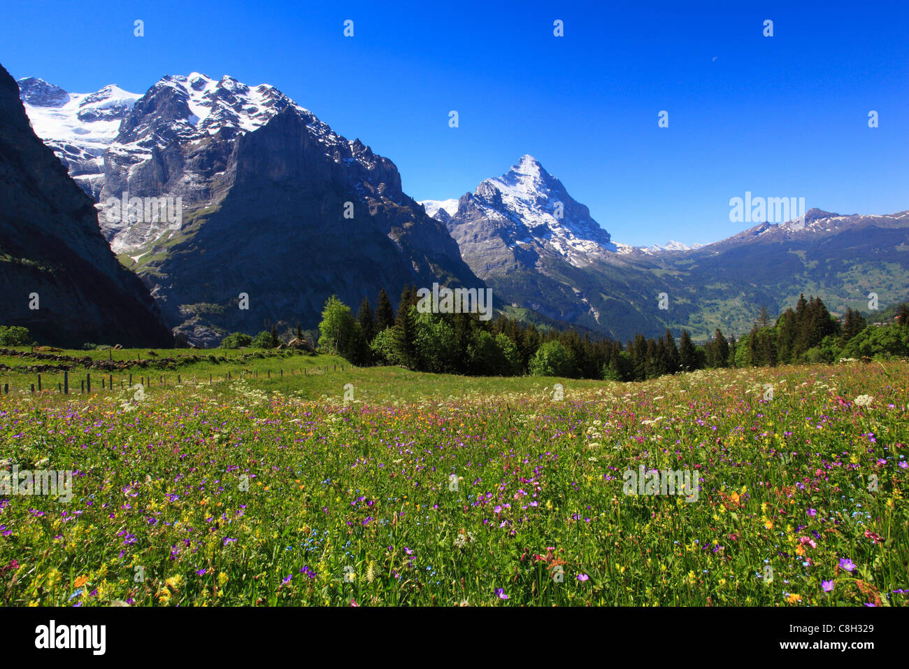 Alp, alps, flora, view, mountain, mountain panorama, mountains ...