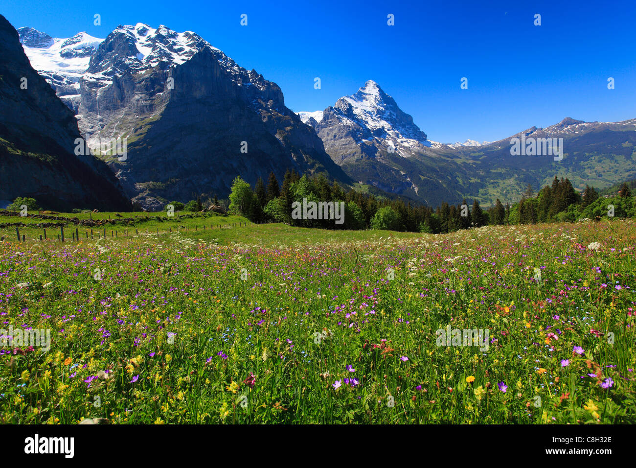 Alp, alps, flora, view, mountain, mountain panorama, mountains ...