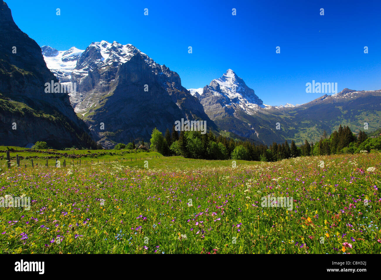 Alp, alps, flora, view, mountain, mountain panorama, mountains ...