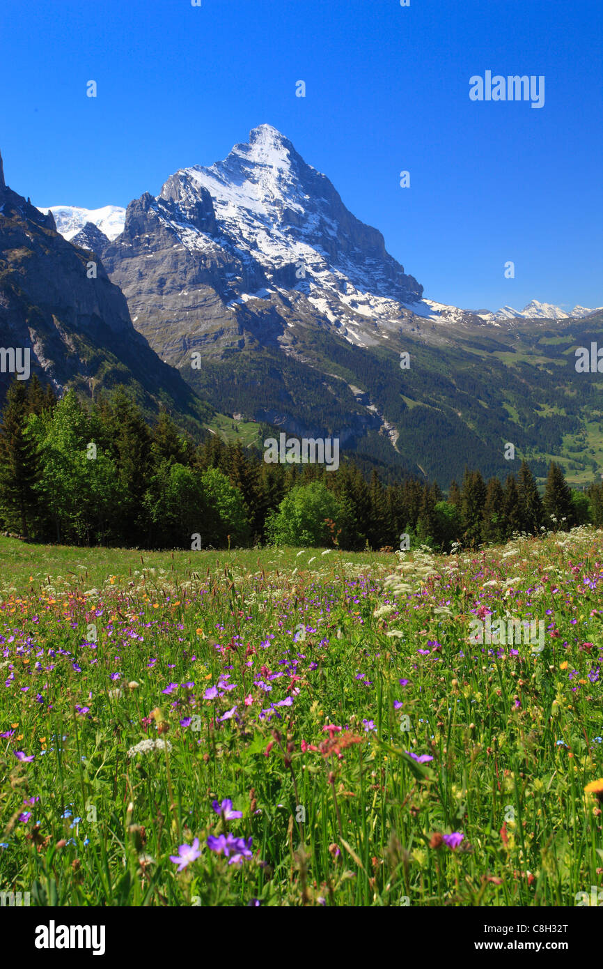 Alp, alps, flora, view, mountain, mountain panorama, mountains ...