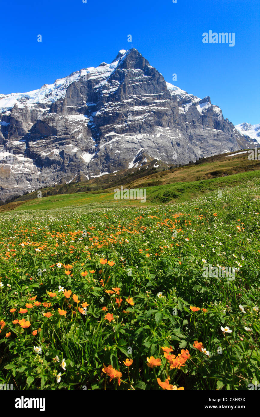 Alp, alps, flora, view, mountain, mountains, mountain flora, mountain ...