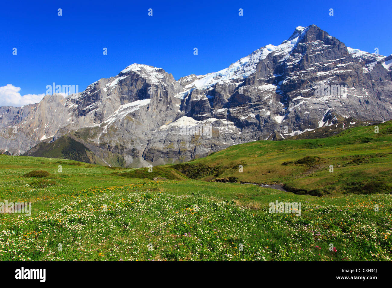 Alp, alps, flora, view, mountain, mountains, mountain spring, mountain ...