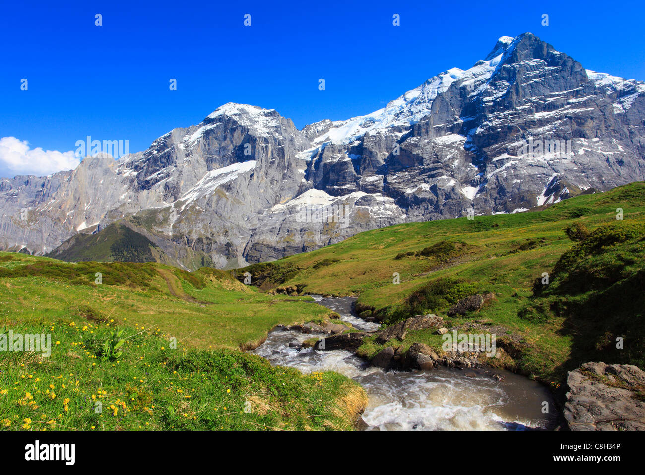 Alp, alps, flora, view, mountain, mountains, mountain spring, mountain ...