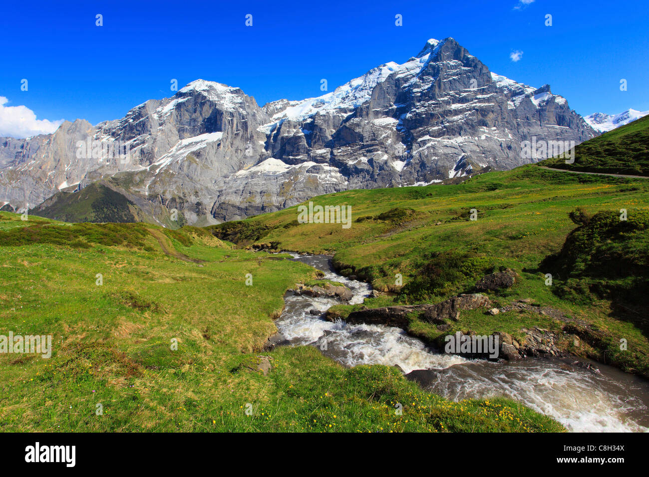 Alp, alps, flora, view, mountain, mountains, mountain spring, mountain ...