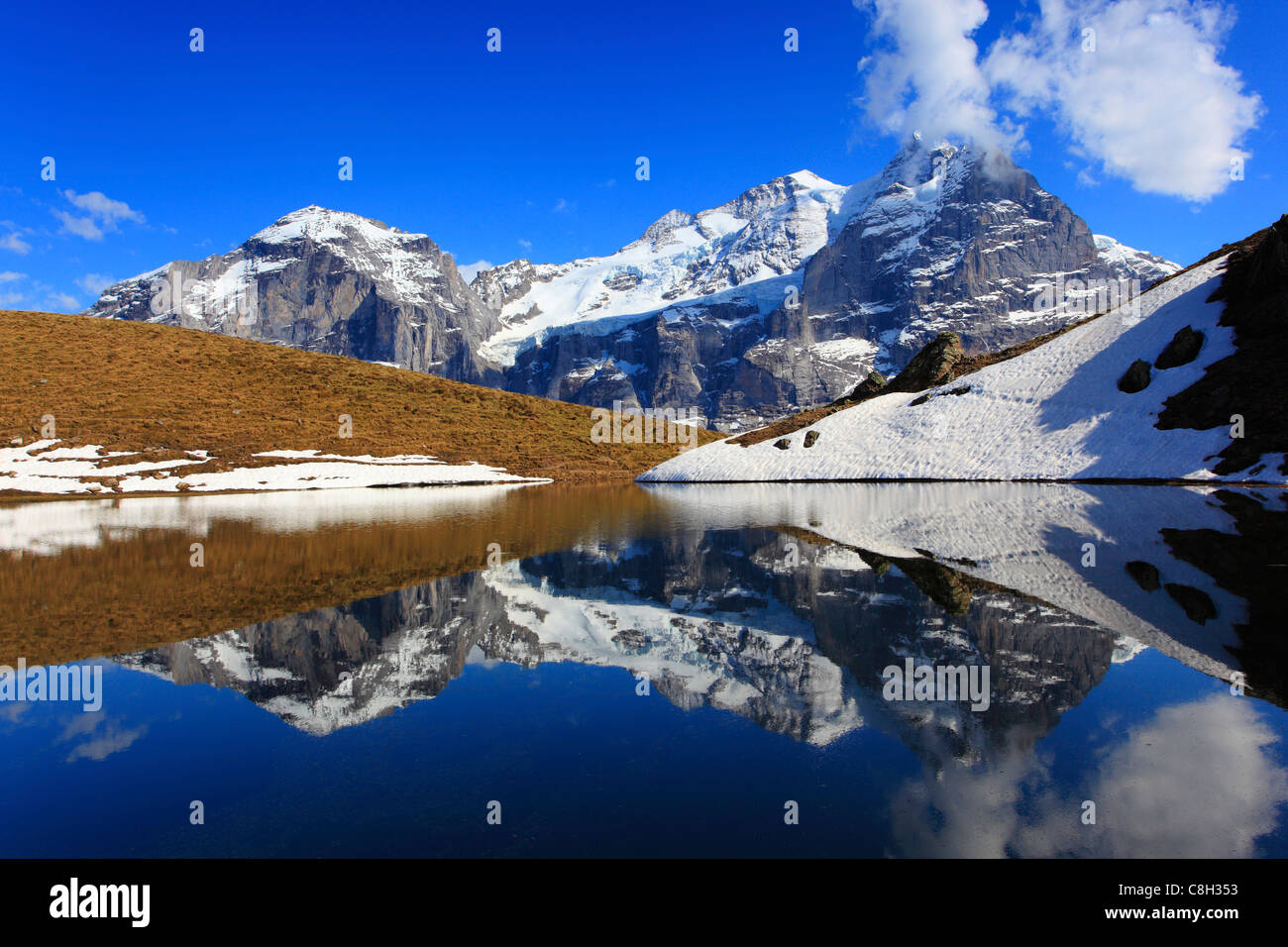 Alp, alps, flora, view, mountain, mountains, mountain spring, mountain ...