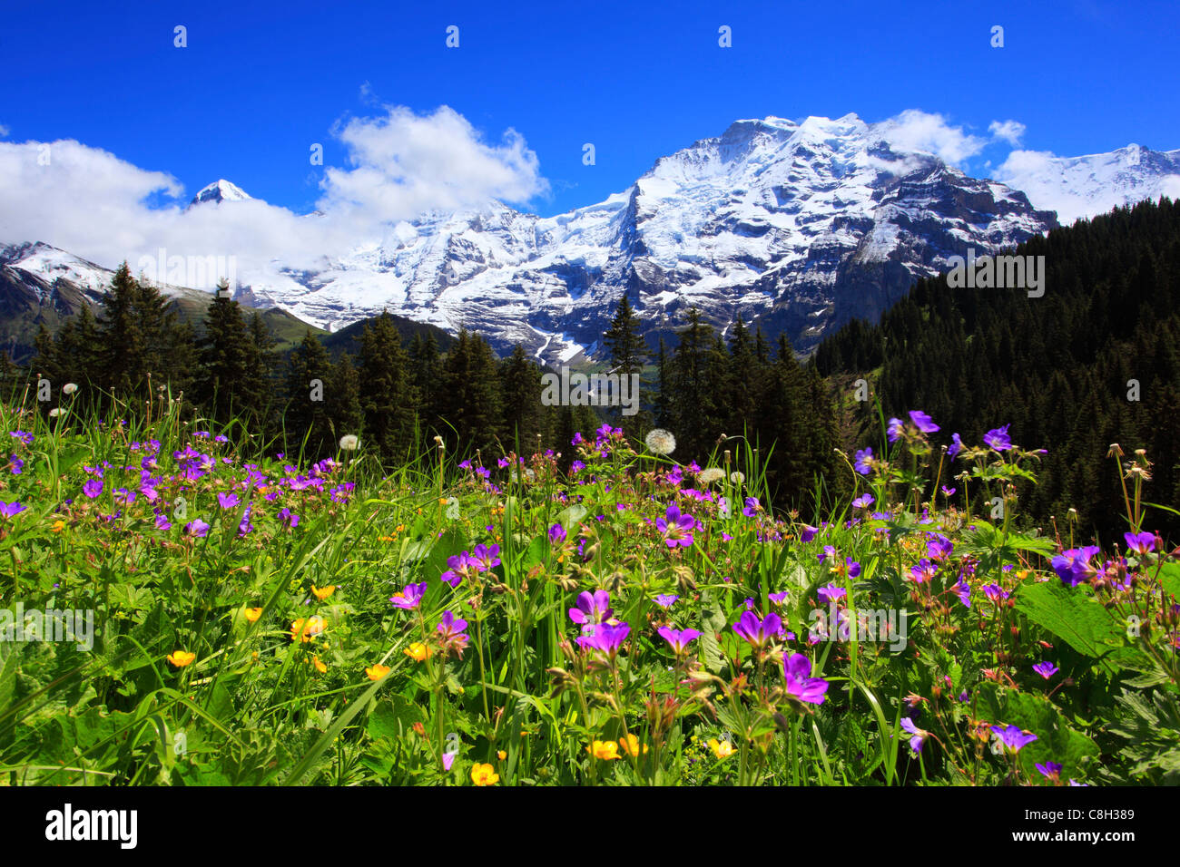 Alp, alps, flora, view, mountain, mountain panorama, mountains ...