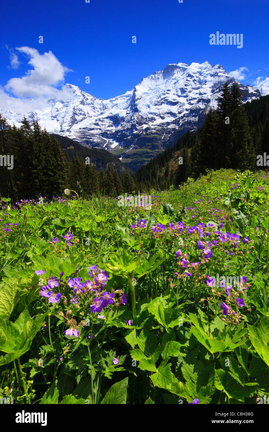 Alp, alps, flora, view, mountain, mountain panorama, mountains ...