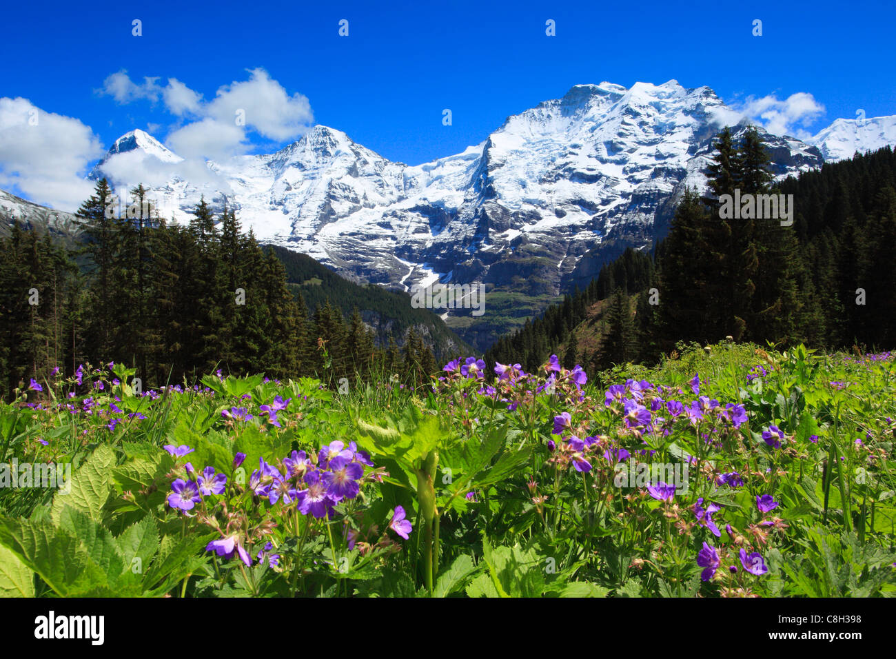 Alp, alps, flora, view, mountain, mountain panorama, mountains ...