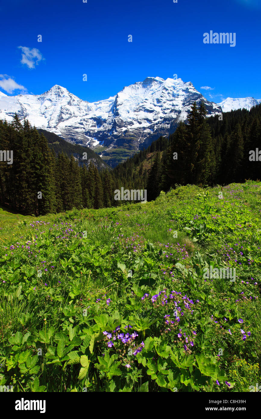 Alp, alps, flora, view, mountain, mountain panorama, mountains ...