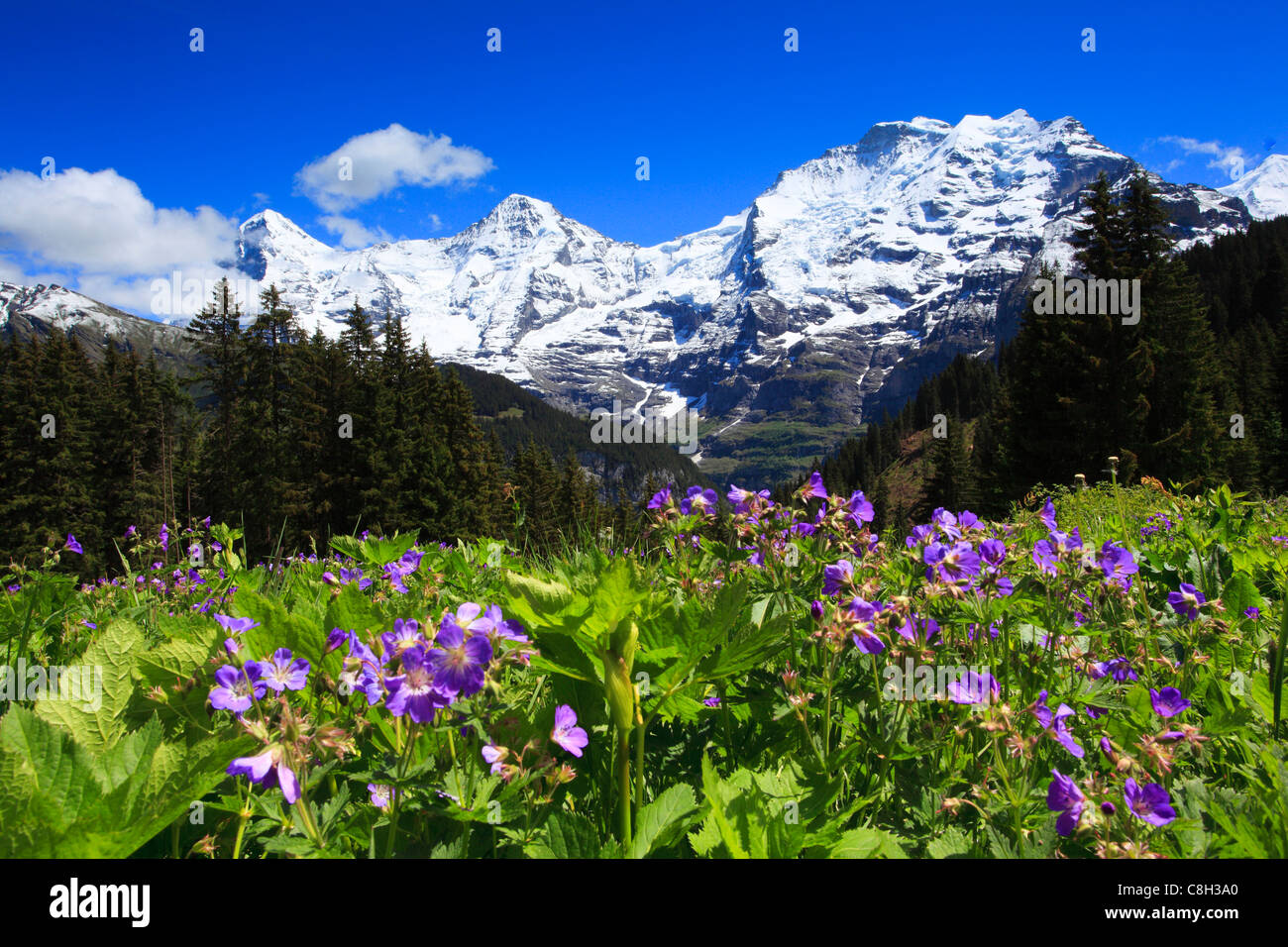 Alp, alps, flora, view, mountain, mountain panorama, mountains ...