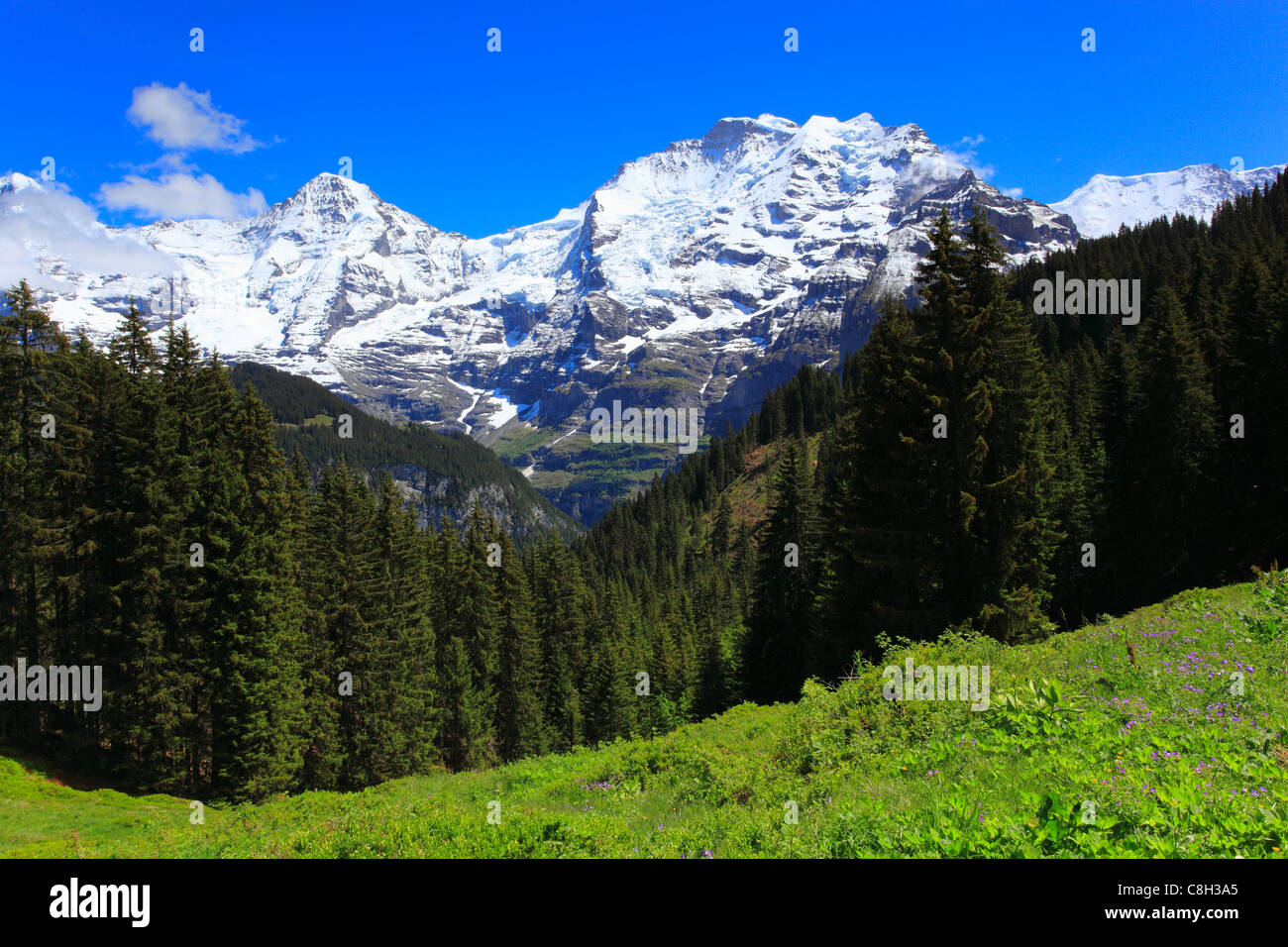 Alp, alps, flora, view, mountain, mountain panorama, mountains ...