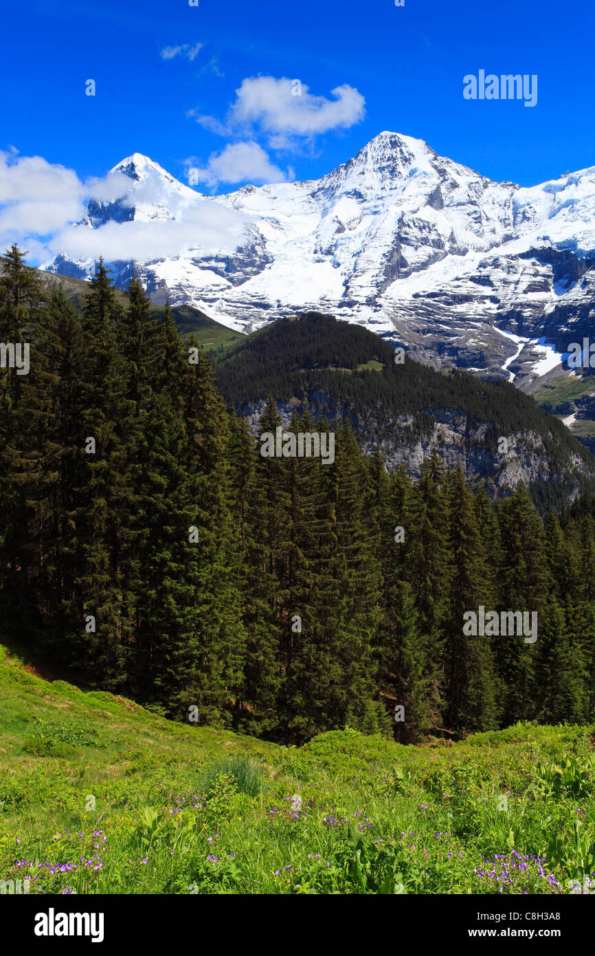 Alp, alps, flora, view, mountain, mountain panorama, mountains ...