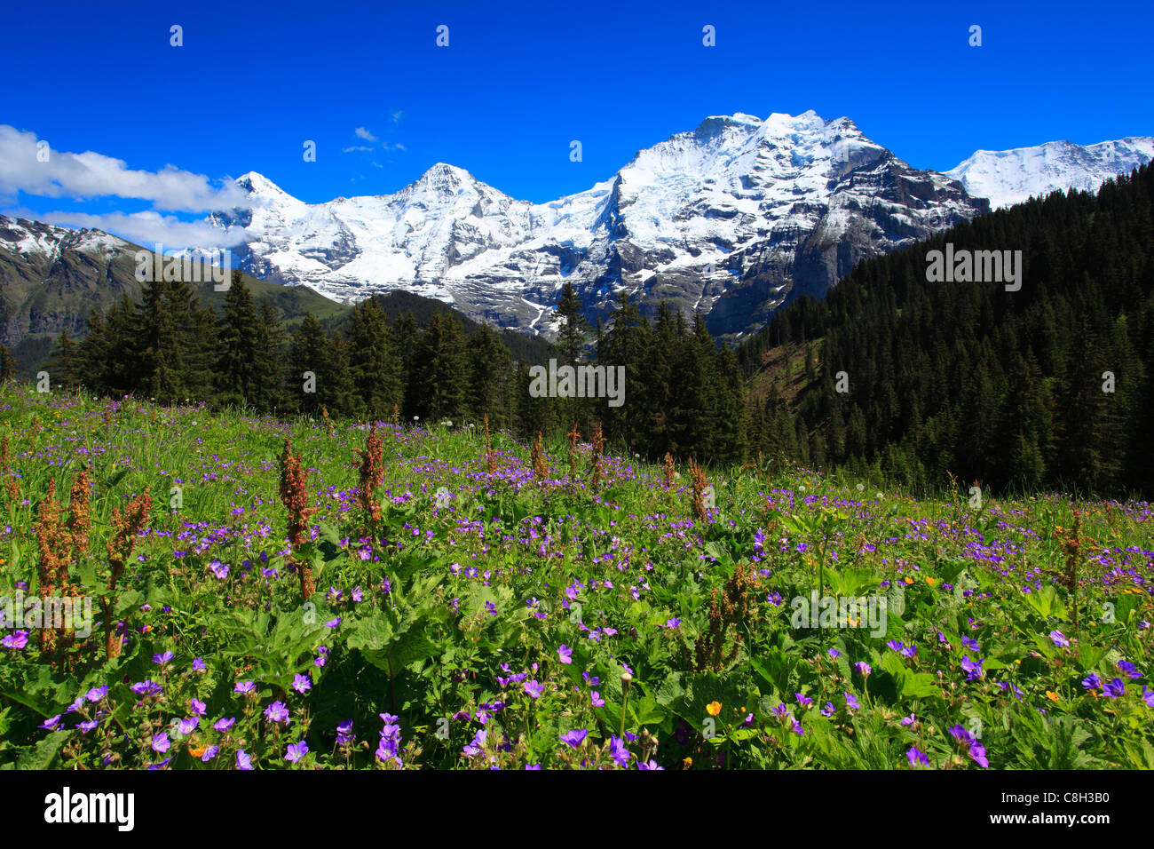 Alp, alps, flora, view, mountain, mountain panorama, mountains ...