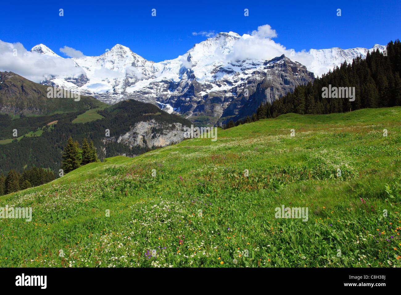 Alp, alps, flora, view, mountain, mountain panorama, mountains ...