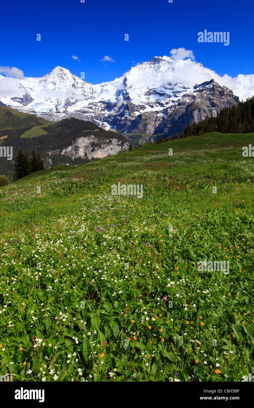 Alp, alps, flora, view, mountain, mountain panorama, mountains ...