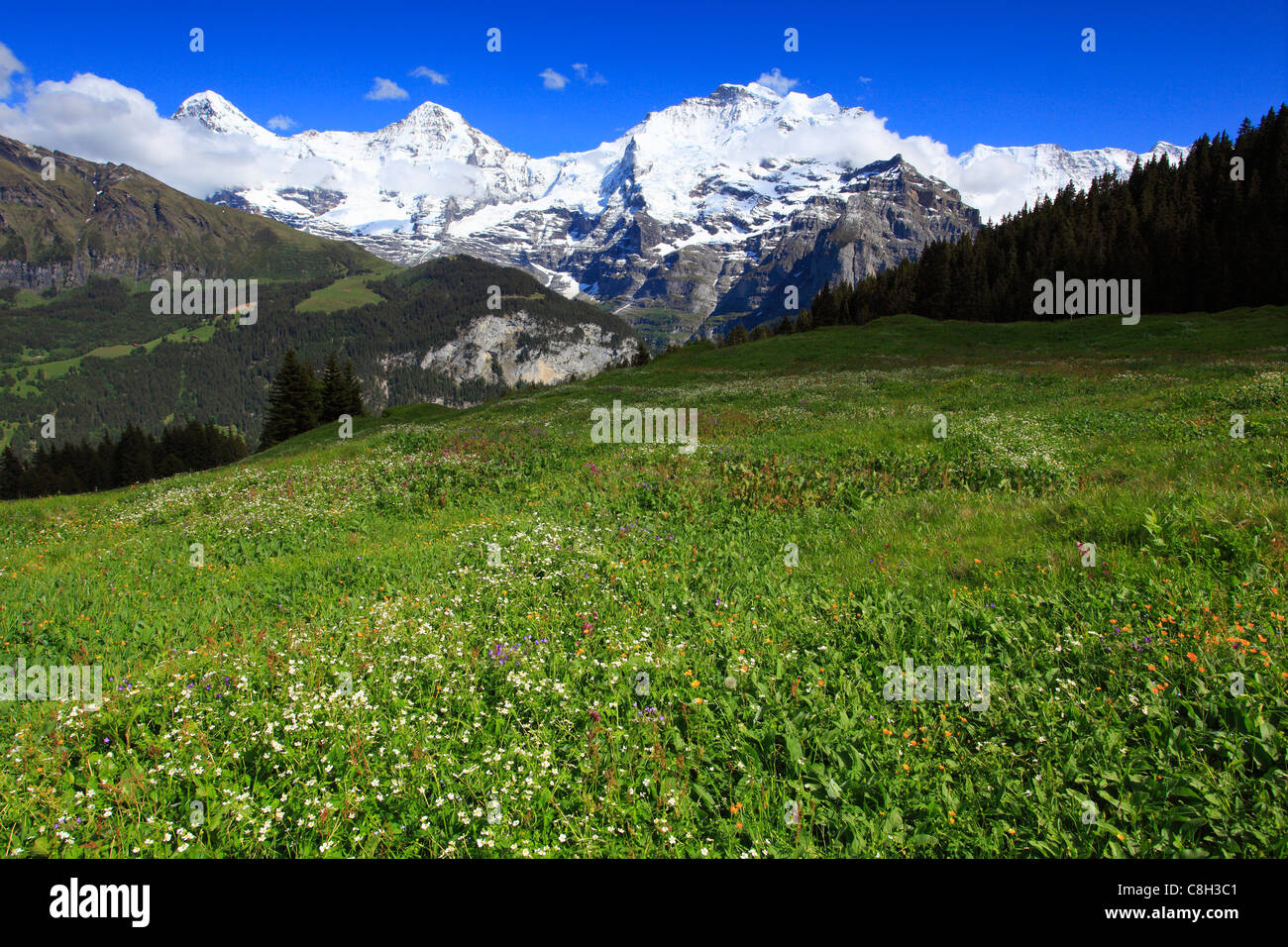 Alp, alps, flora, view, mountain, mountain panorama, mountains ...