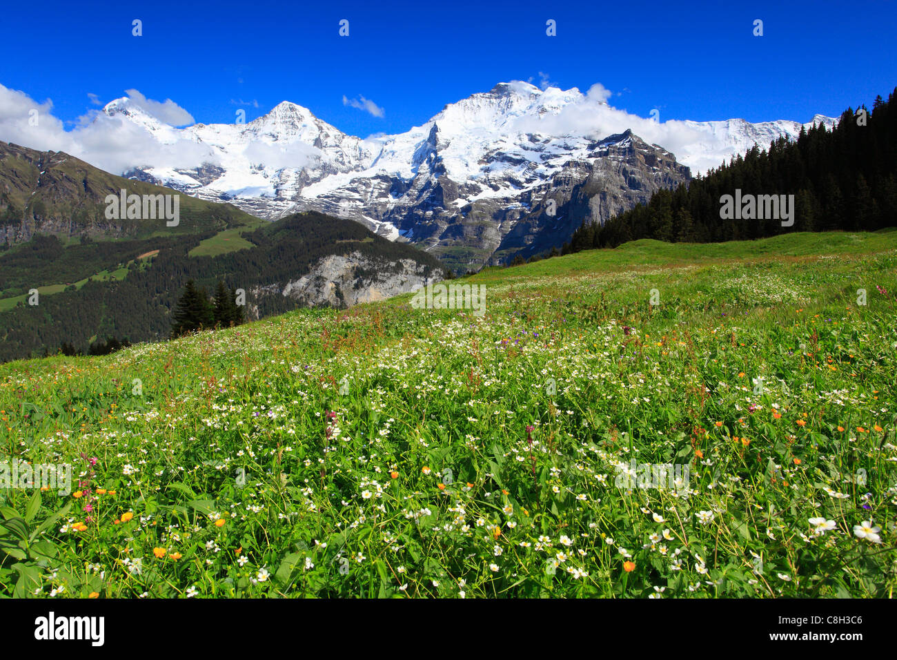 Alp, alps, flora, view, mountain, mountain panorama, mountains ...